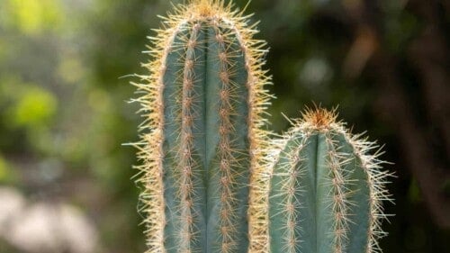 How to Grow and Care for San Pedro Cactus (Complete Guide)