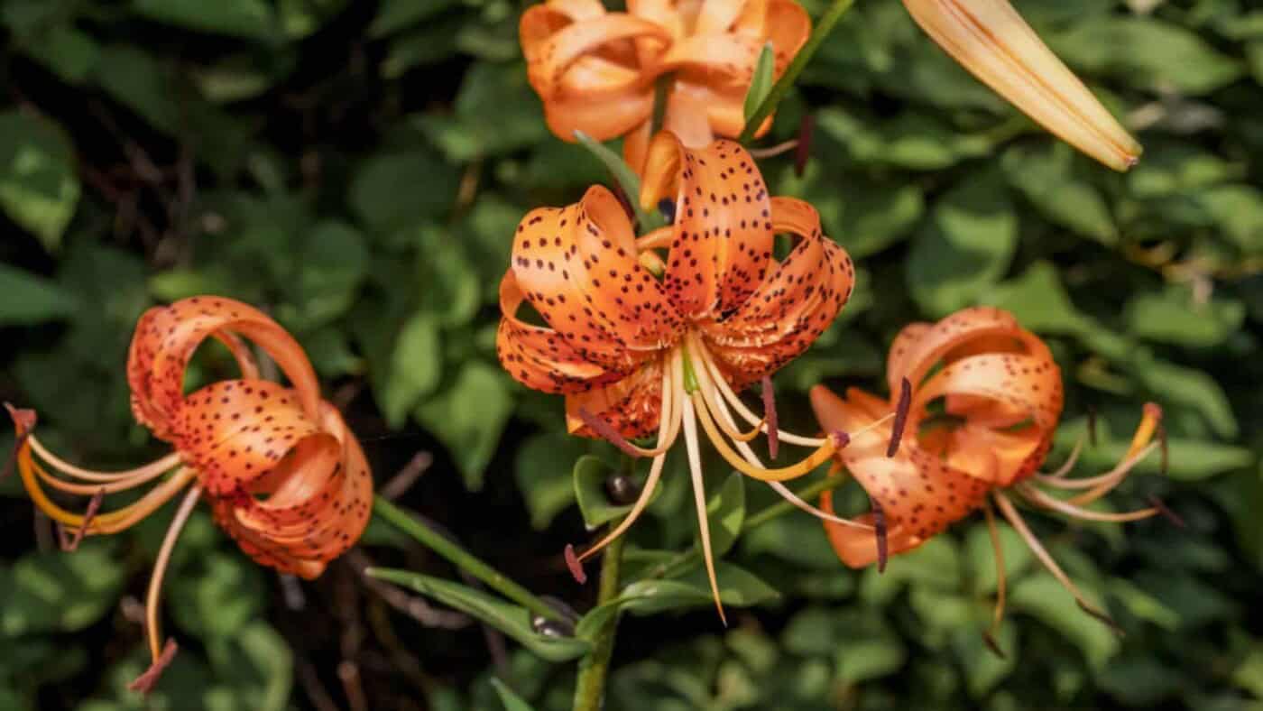 Types of Lilies: 18 Stunning Lily Species for Your Garden | Planet Natural