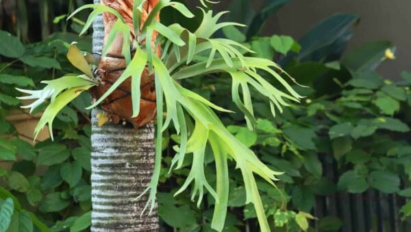 How to Grow and Care for Staghorn Fern (Complete Guide) | Planet Natural