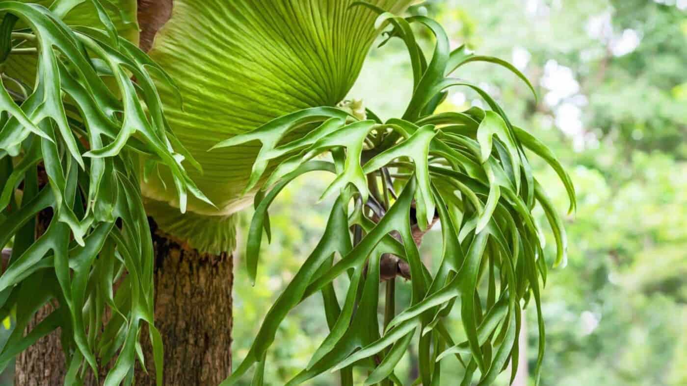 How to Grow and Care for Staghorn Fern (Complete Guide) | Planet Natural