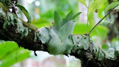 How to Grow and Care for Staghorn Fern (Complete Guide) | Planet Natural