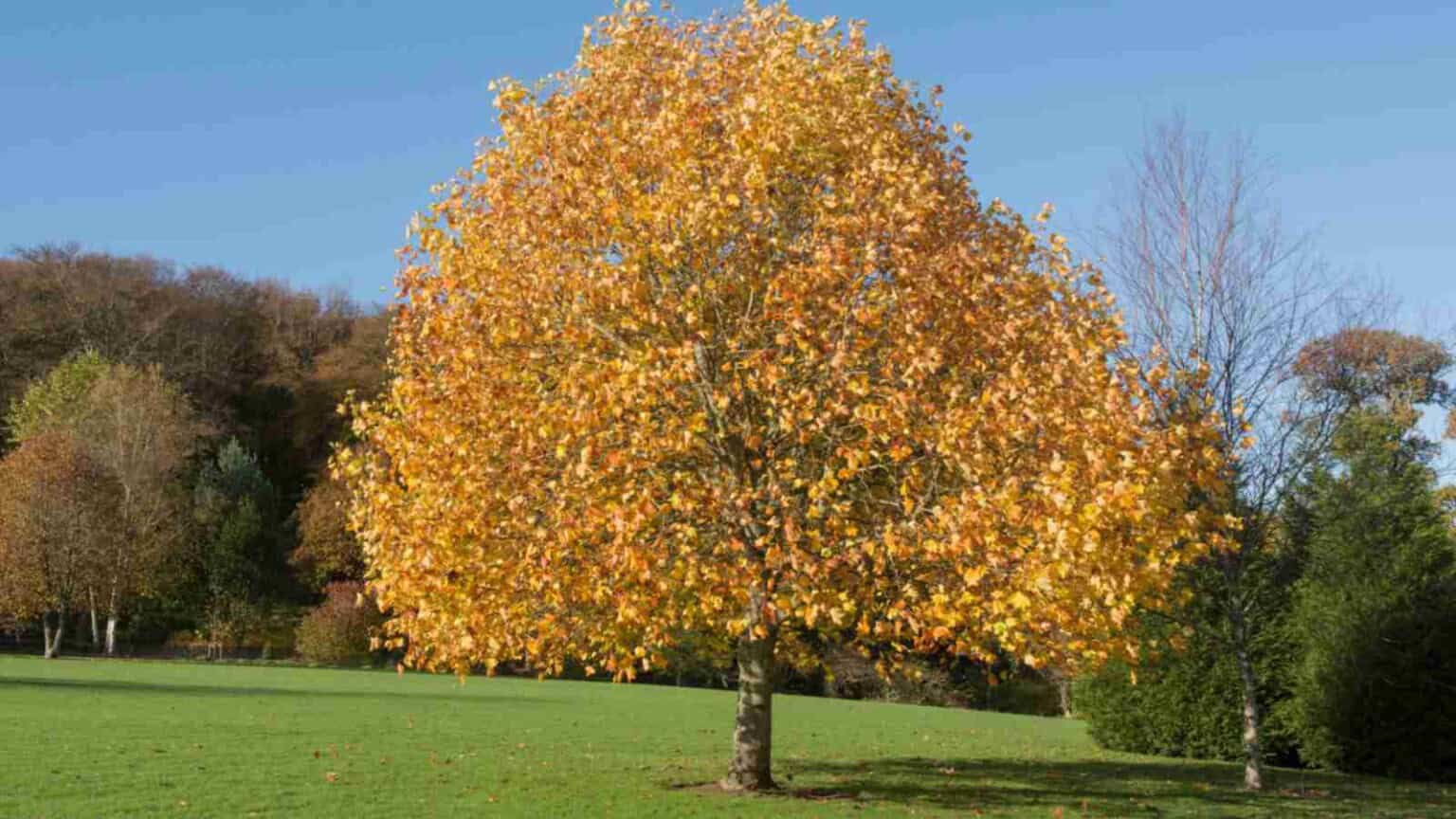 How to Grow and Care for a Tulip Tree (Step-by-Step Guide)