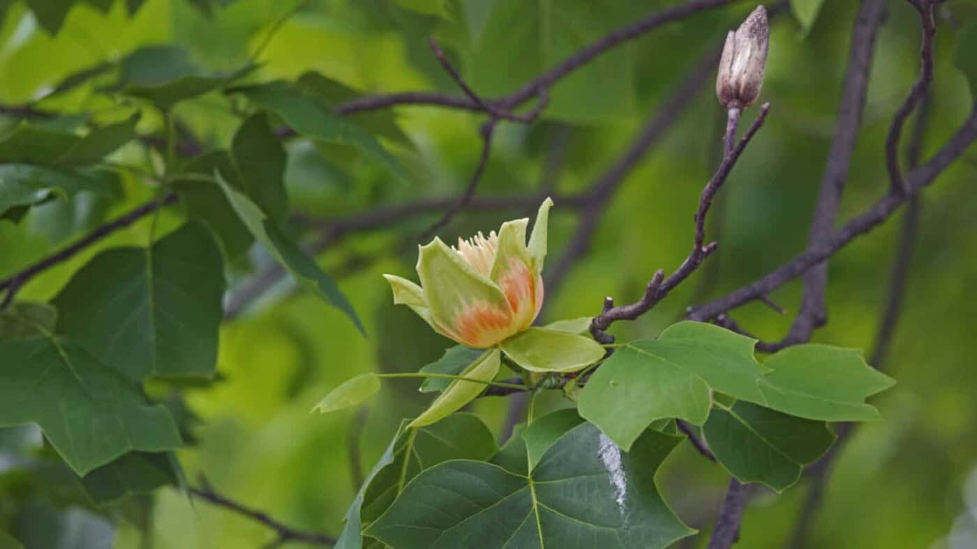 How to Grow and Care for a Tulip Tree (Step-by-Step Guide)