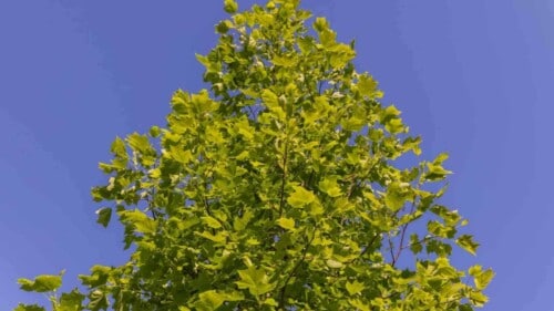 How to Grow and Care for a Tulip Tree (Step-by-Step Guide)