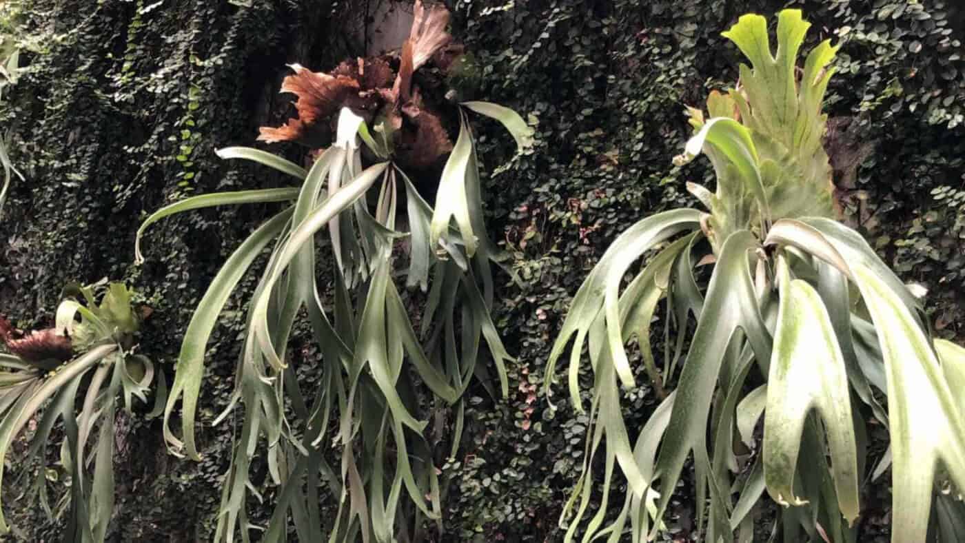How to Grow and Care for Staghorn Fern (Complete Guide) | Planet Natural