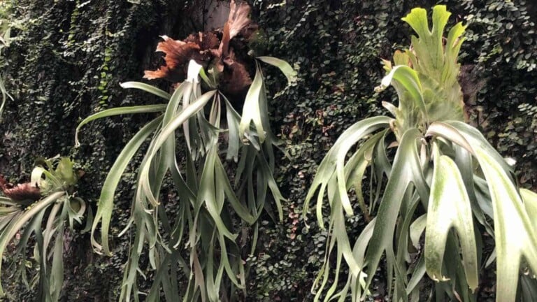How to Grow and Care for Staghorn Fern (Complete Guide) | Planet Natural