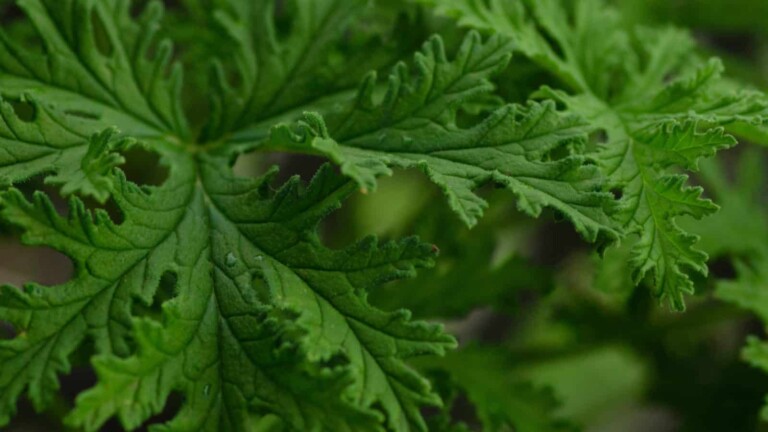 How to Grow and Care for Citronella Plant (Mosquito Plant) | Planet Natural