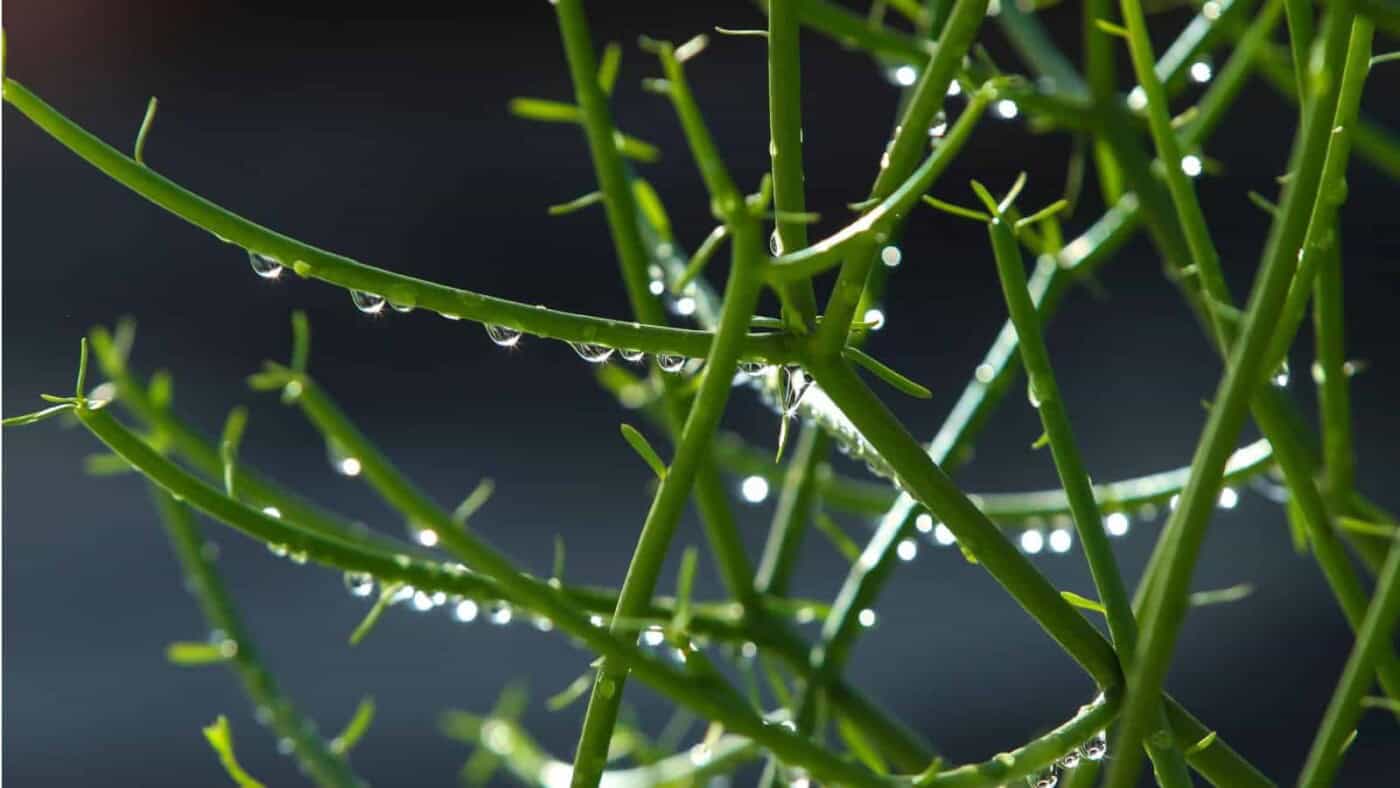 How to Grow and Care for Pencil Cactus (Complete Guide) | Planet Natural