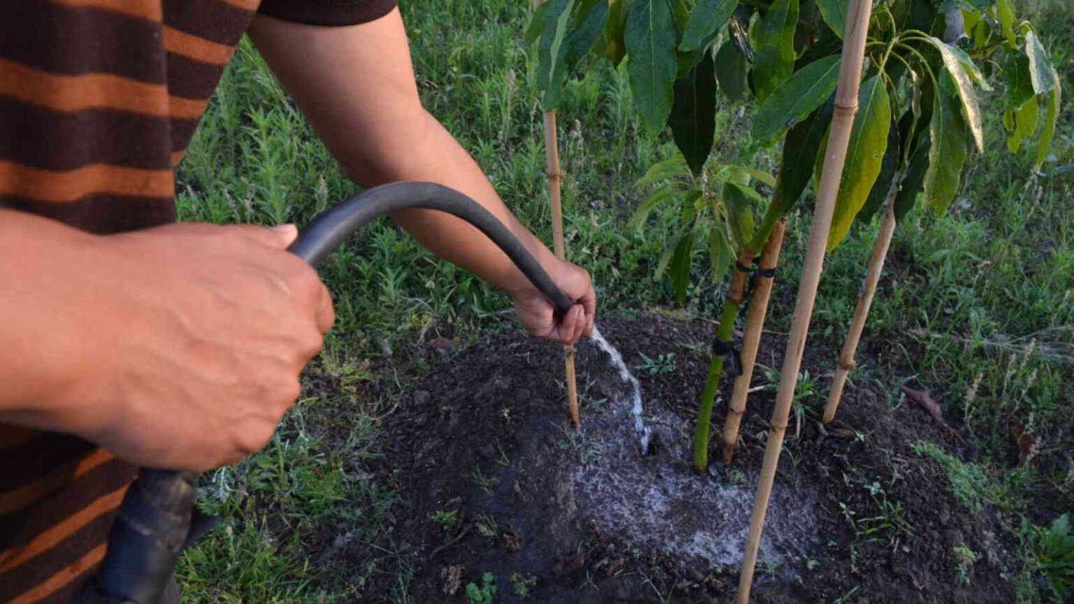 How to Grow And Care For an Avocado Tree (Complete Guide)