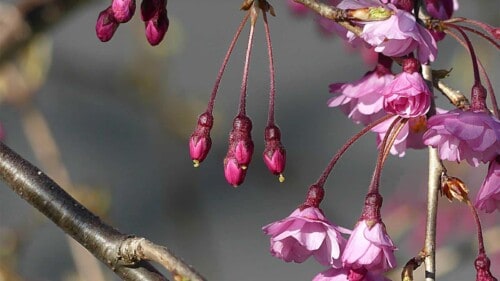 How to Plant, Grow, and Care for Weeping Cherry Tree | Planet Natural