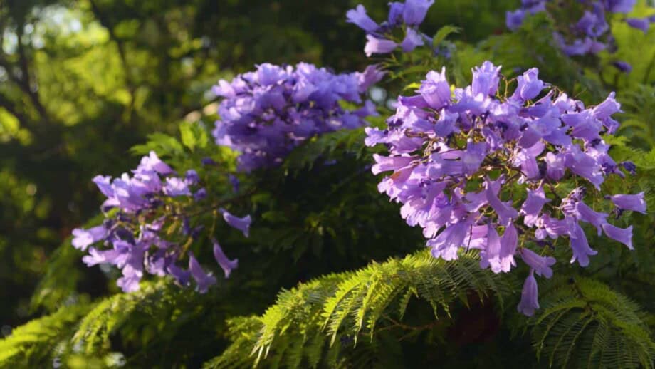 How to Plant, Grow, and Care for Jacaranda Tree Easily | Planet Natural