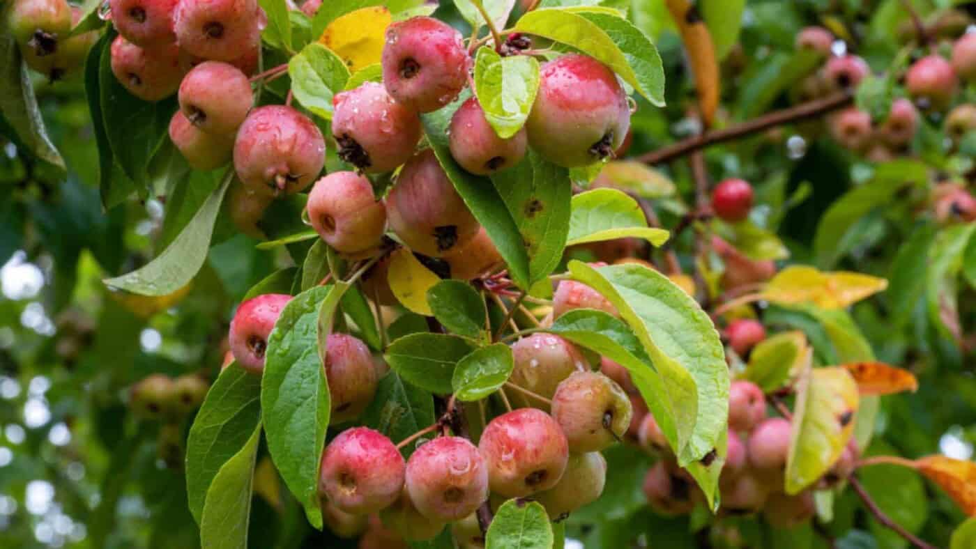 What You Need To Know To Grow And Care For Crabapple Tree | Planet Natural