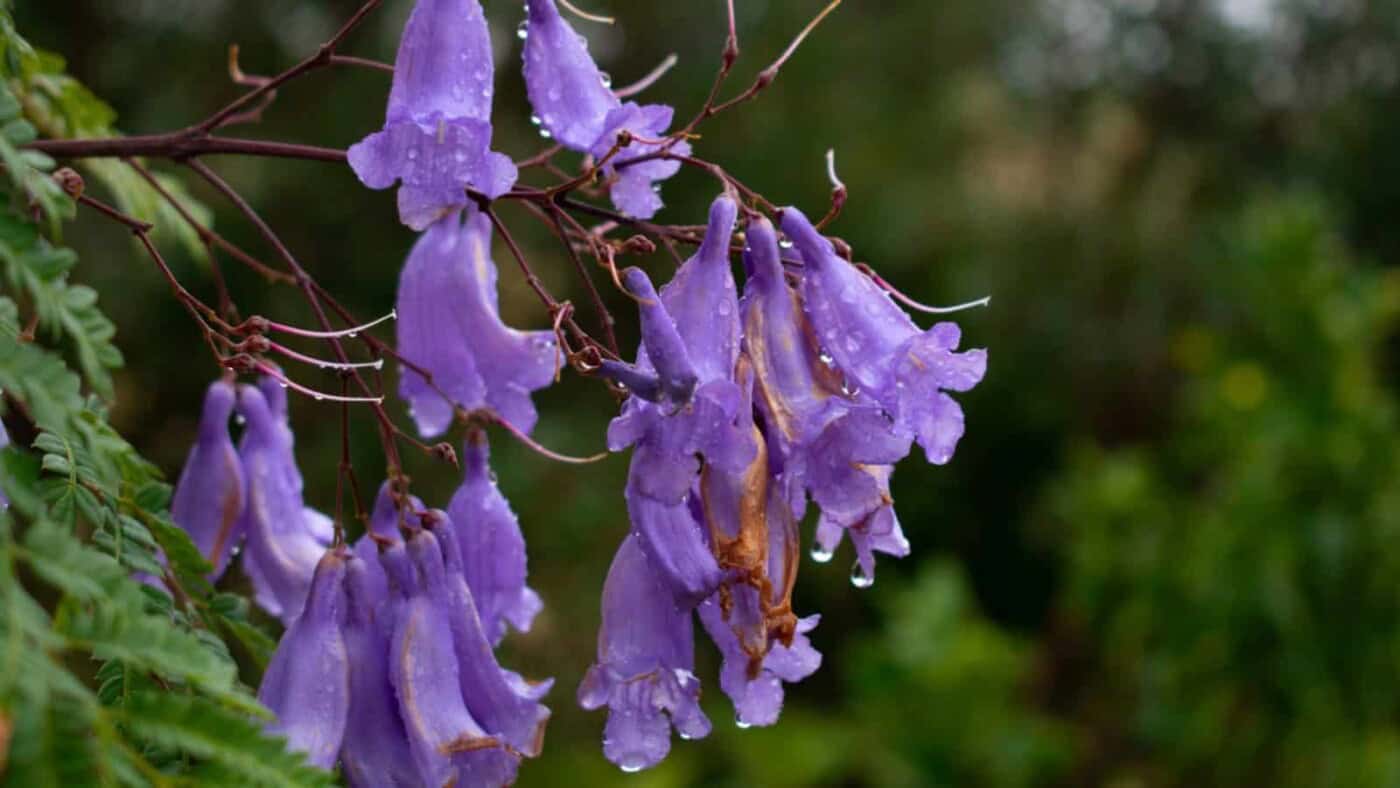 How to Plant, Grow, and Care for Jacaranda Tree Easily | Planet Natural