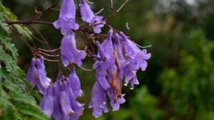 How to Plant, Grow, and Care for Jacaranda Tree Easily | Planet Natural