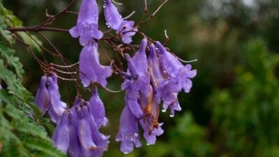 How to Plant, Grow, and Care for Jacaranda Tree Easily | Planet Natural