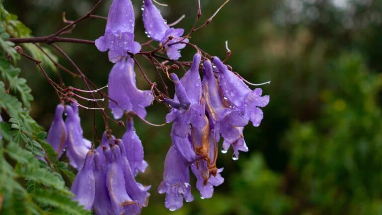 How to Plant, Grow, and Care for Jacaranda Tree Easily | Planet Natural