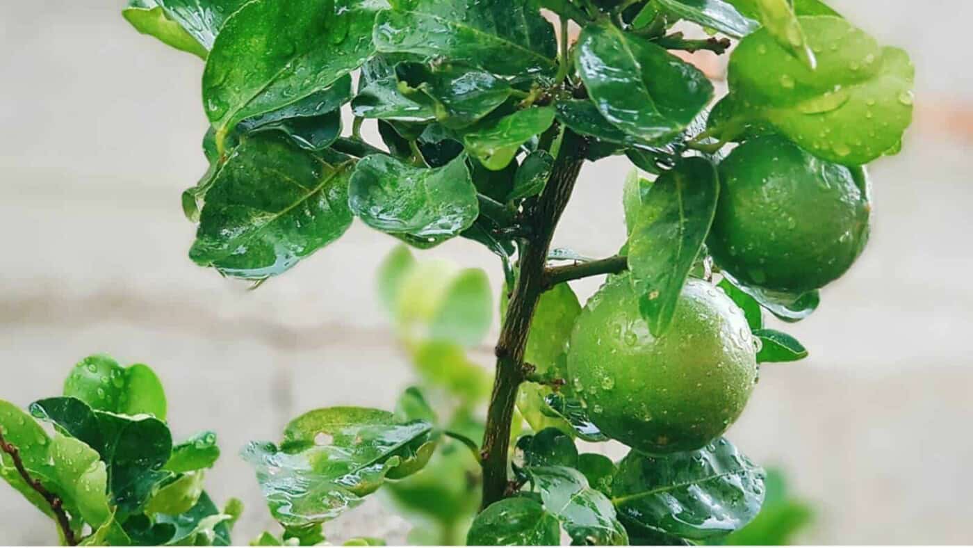 How to Grow and Care For A Lime Tree (Step By Step Guide) | Planet Natural