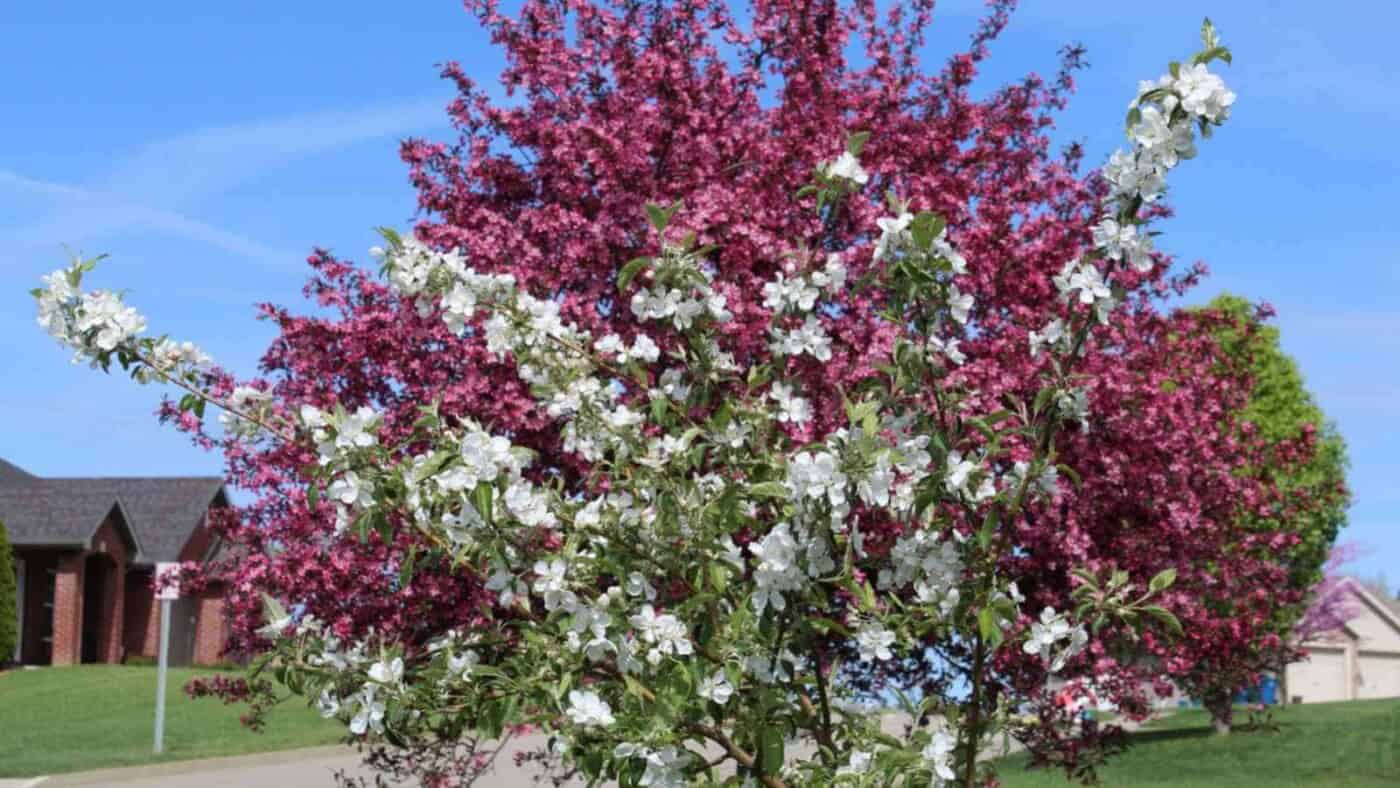 What You Need To Know To Grow And Care For Crabapple Tree | Planet Natural