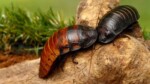 Hissing Cockroach: Guide to Madagascar Hissing Cockroaches