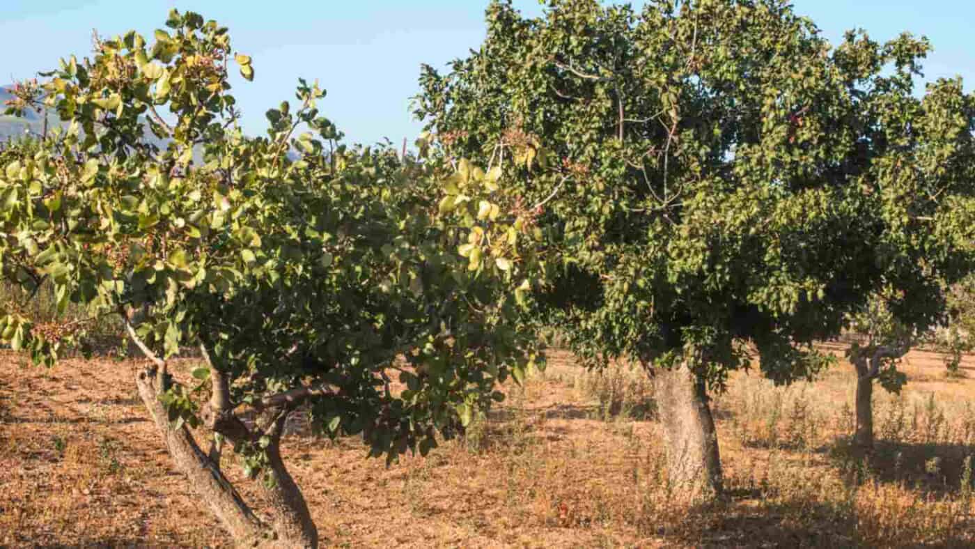 How to Plant, Grow & Care For a Pistachio Tree (Complete Guide)
