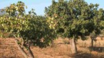 How to Plant, Grow & Care For a Pistachio Tree (Complete Guide)