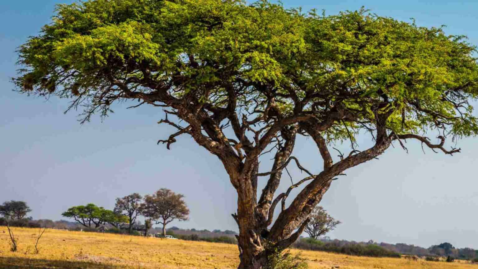 Acacia Tree: Description, Types, and Care Tips (Full Guide)