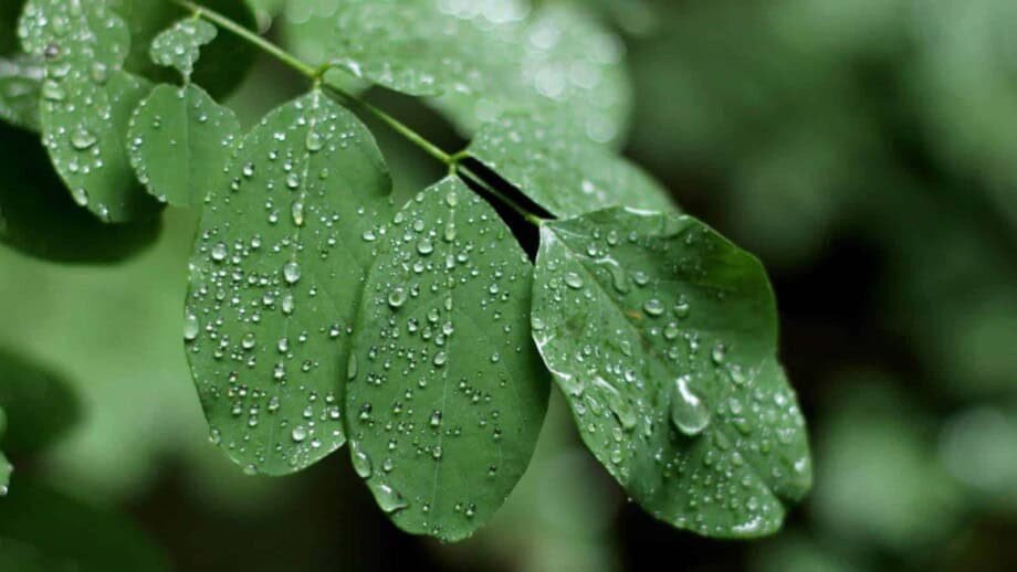 Acacia Tree: Description, Types, and Care Tips (Full Guide)