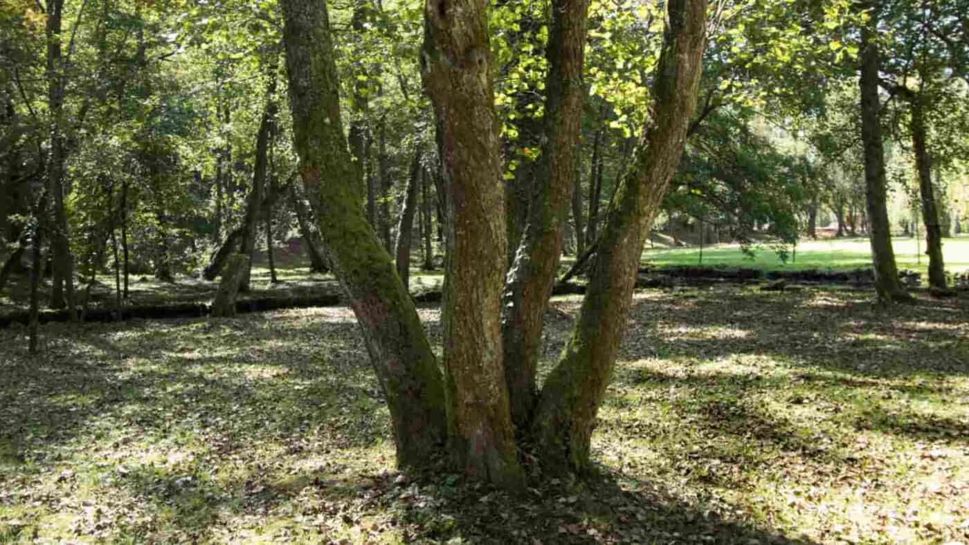 Alder Tree: Description, Types, and Care Tips (Full Guide)