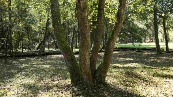 Alder Tree: Description, Types, and Care Tips (Full Guide)
