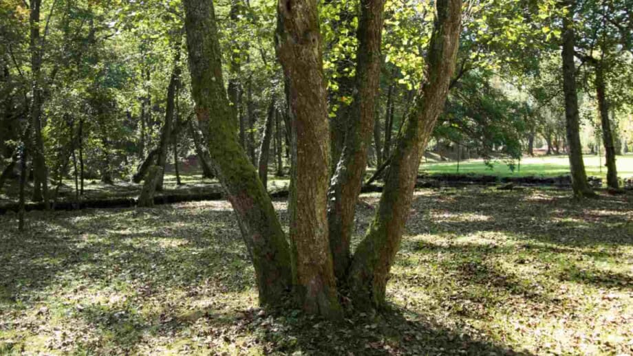 Alder Tree: Description, Types, and Care Tips (Full Guide)