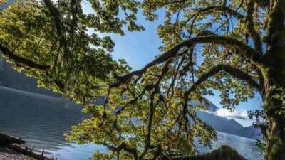 Alder Tree: Description, Types, and Care Tips (Full Guide)