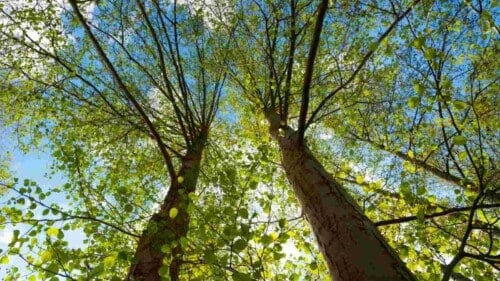 Alder Tree: Description, Types, and Care Tips (Full Guide)