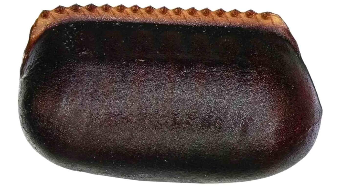 What Do Cockroach Eggs Look Like and How to Get Rid of Them?