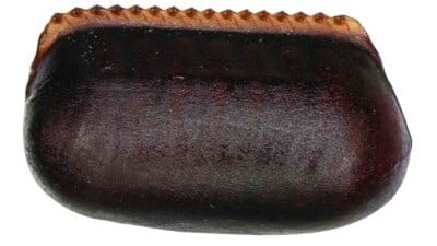 What Do Cockroach Eggs Look Like and How to Get Rid of Them?