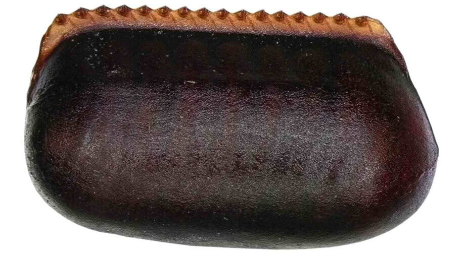 What Do Cockroach Eggs Look Like and How to Get Rid of Them?