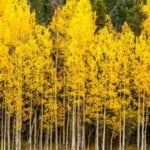 Aspen Tree: Description, Types, History, Uses, and Care Tips