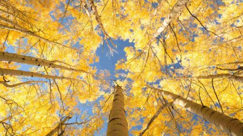 Aspen Tree: Description, Types, History, Uses, and Care Tips