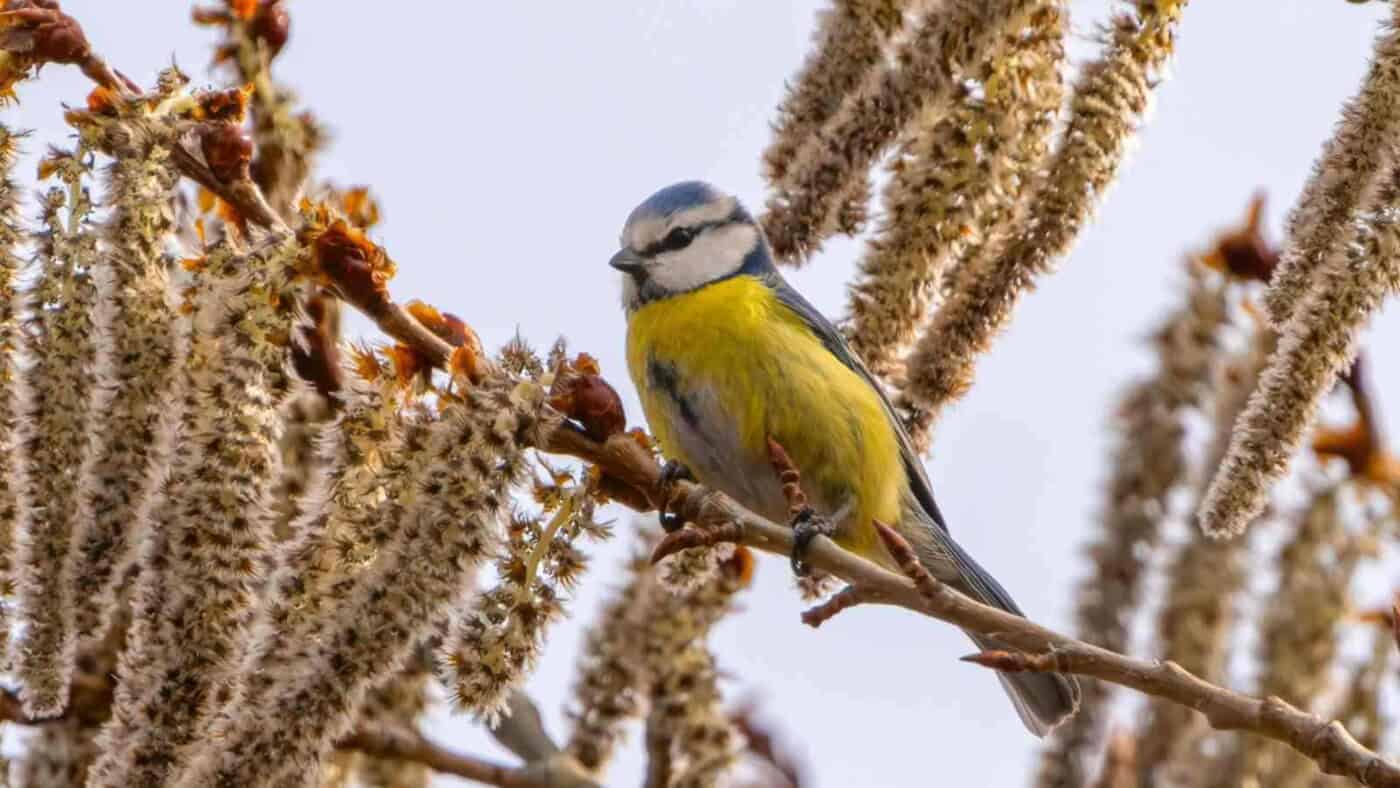 Aspen Tree: Description, Types, History, Uses, and Care Tips