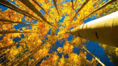 Aspen Tree: Description, Types, History, Uses, and Care Tips