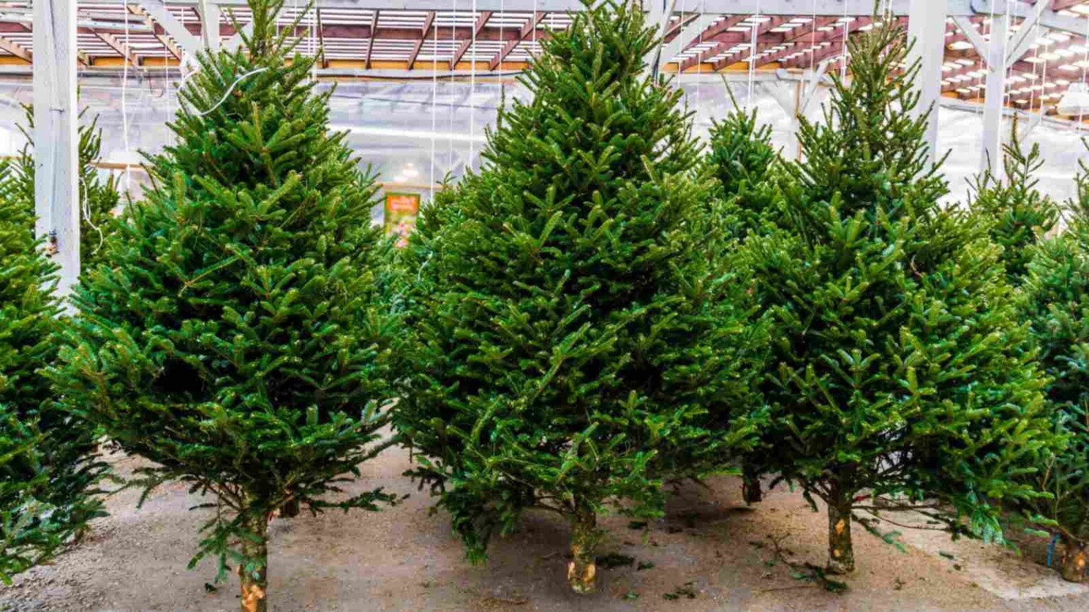 43 Types of Christmas Trees: A Visual Guide to 43 Festive Varieties