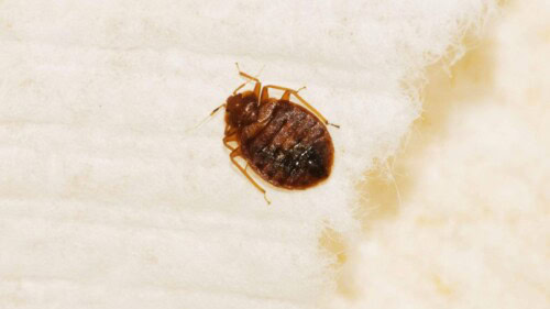 Bedbug Pictures: Stages, Locations, and Bite Images
