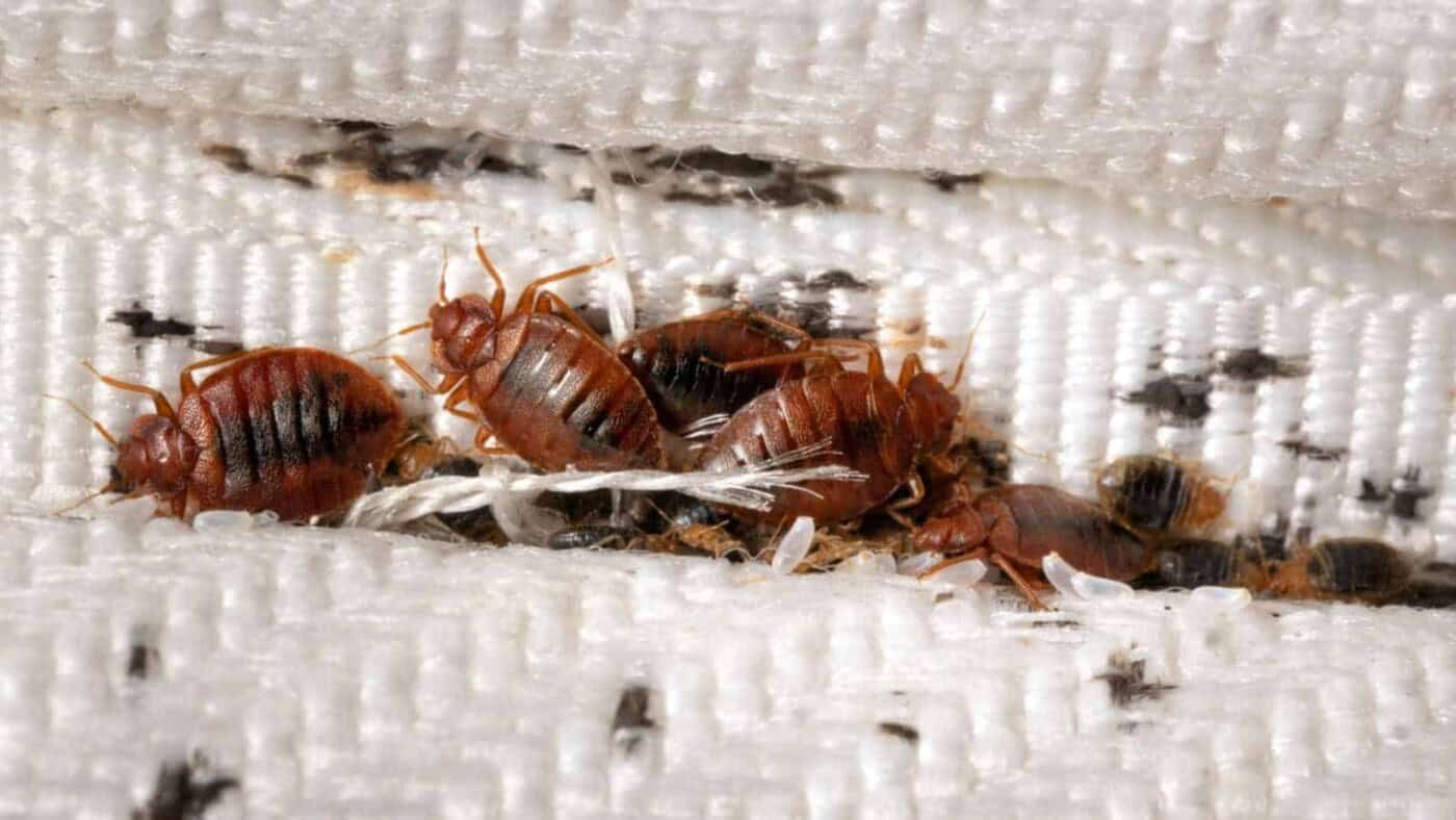 What Causes Bed Bugs? (Top 7 Causes of Bed Bug Infestations)
