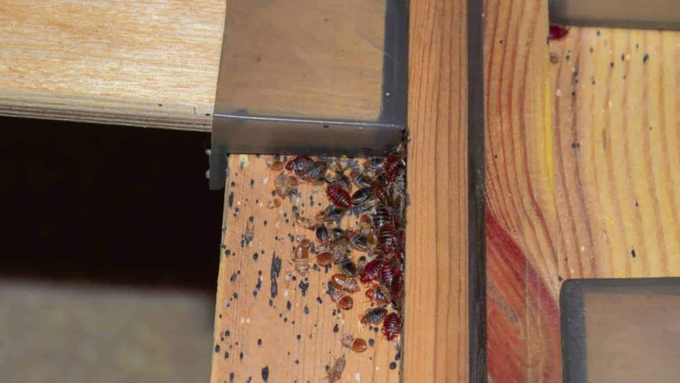 How to Check for Bed Bugs (Guide for Home and Travel)