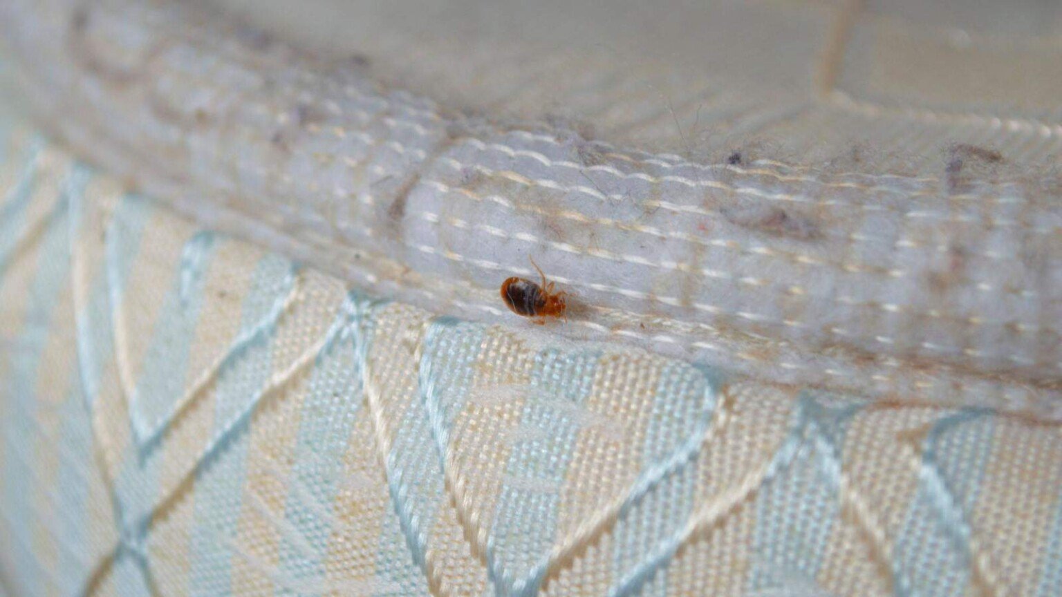 What Causes Bed Bugs? (Top 7 Causes of Bed Bug Infestations)