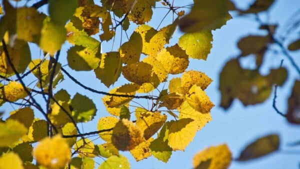 Aspen Tree: Description, Types, History, Uses, and Care Tips