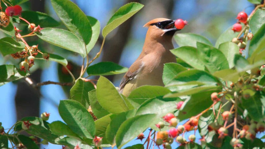 How to Plant, Grow, & Care for Serviceberry Tree - Complete Guide