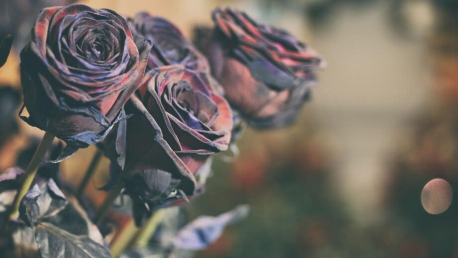 Black Rose: History, Symbolism, Cultivation, and Varieties