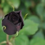 Black Rose: History, Symbolism, Cultivation, and Varieties