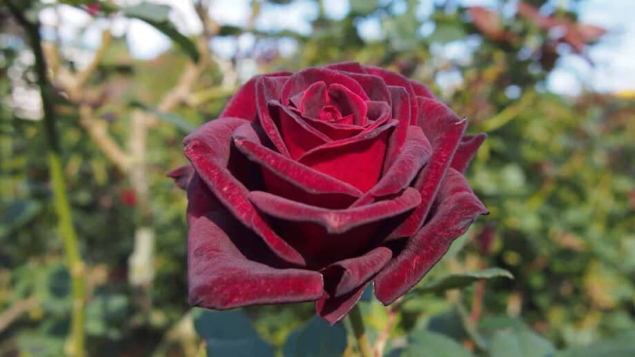 Black Rose: History, Symbolism, Cultivation, and Varieties