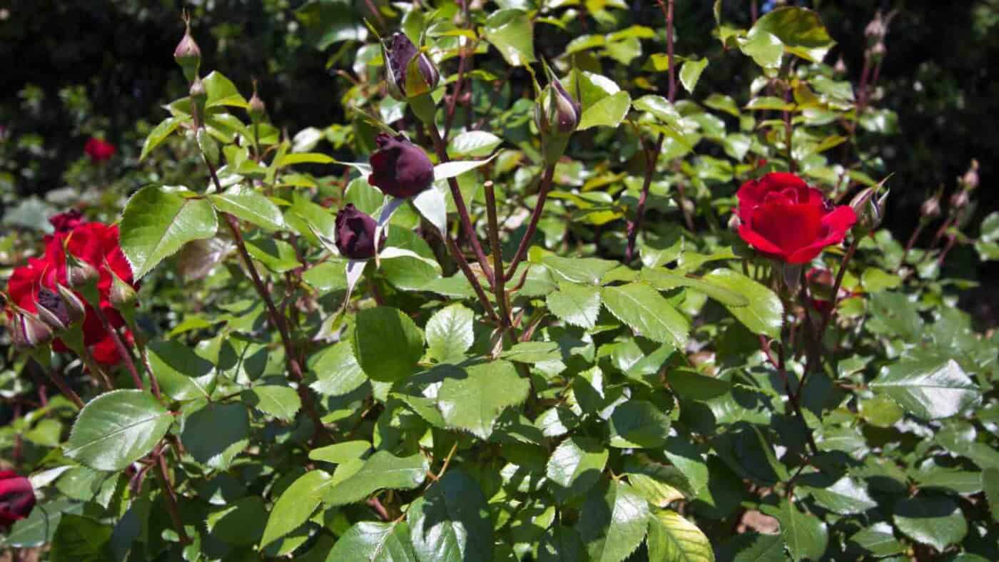 Black Rose: History, Symbolism, Cultivation, and Varieties